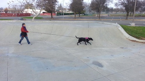 Leashes and Long-Lines - Palo Alto Dog Traning
